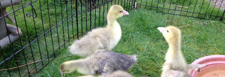 About | goosingaround